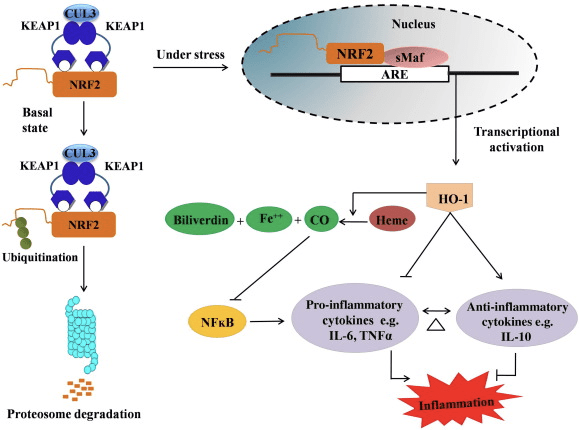 Nrf2 Signaling Pathway Pivotal Roles In Inflammation El Pasos