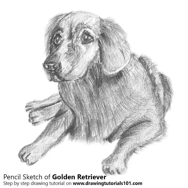 Sketch Of Golden Retrievers How To Draw A Golden Retriever Step By