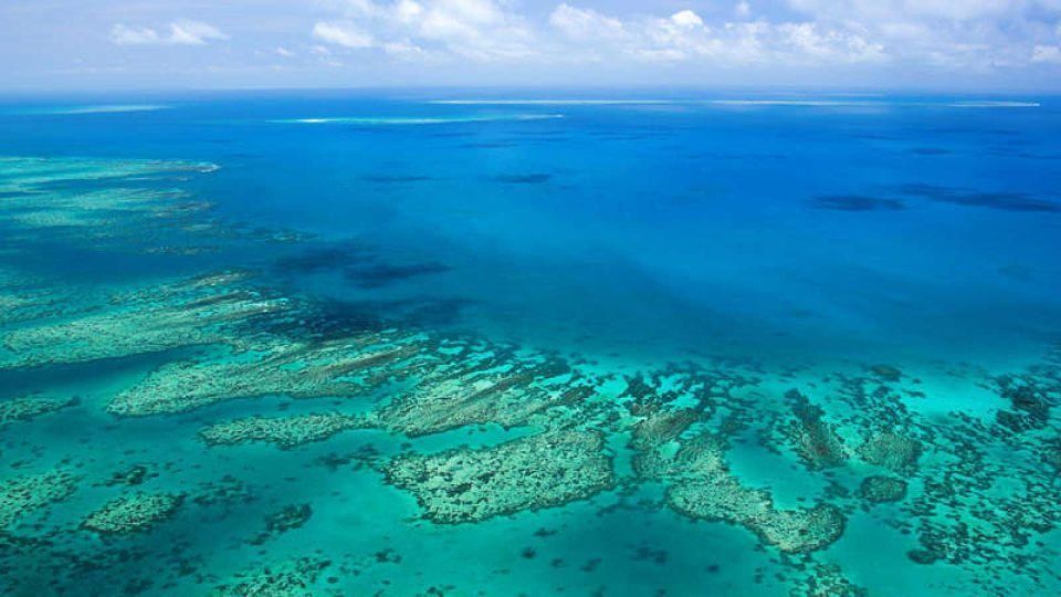 La Agonía De La Gran Barrera De Coral El Termómetro Del Planeta El