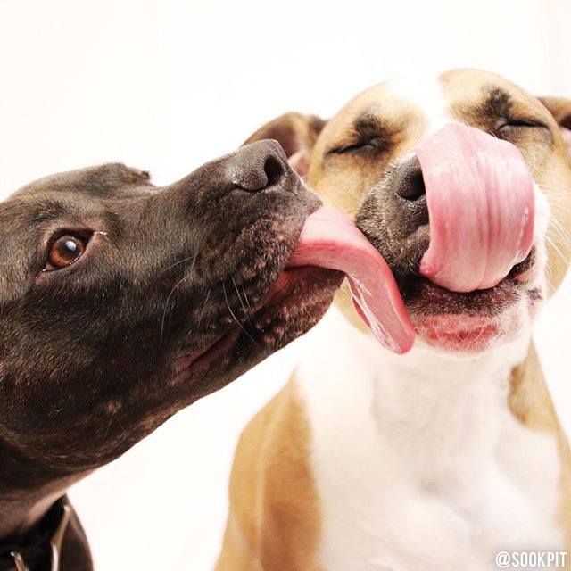 ¿es Bueno Que El Perro Se Lama Sus Heridas El Encantador De Perros