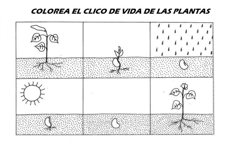 Fichas Para Aprender El Ciclo De Vida De Las Plantas