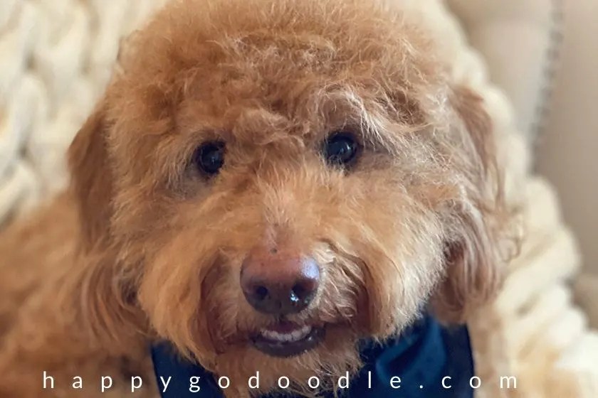 Goldendoodle Grooming 101 7 Steps For Happier At Home Care Happy Go