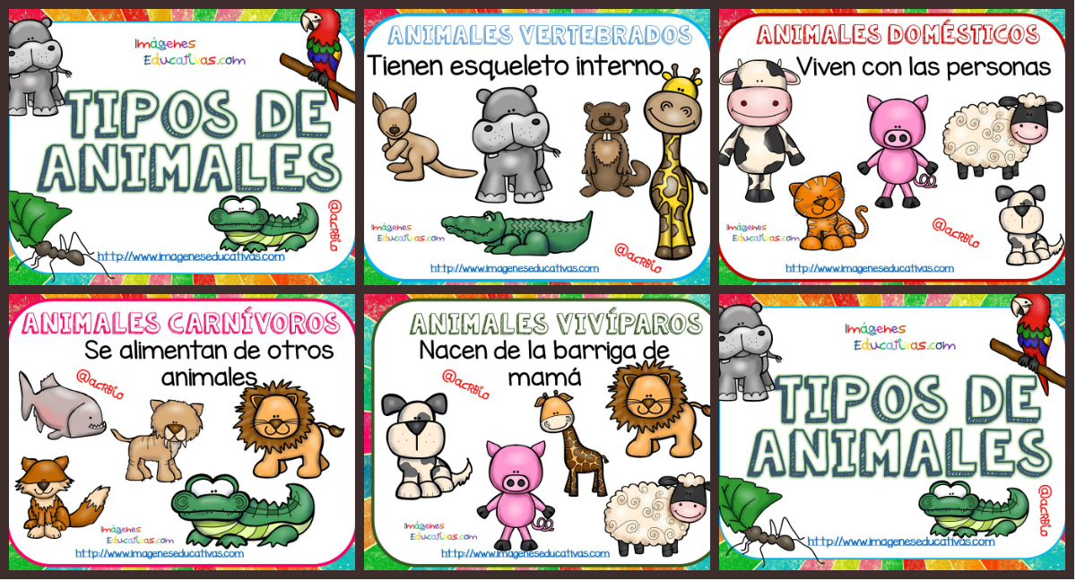 Tipos De Animales Tarjetas Explicativas Clasificación Imagenes Educativas