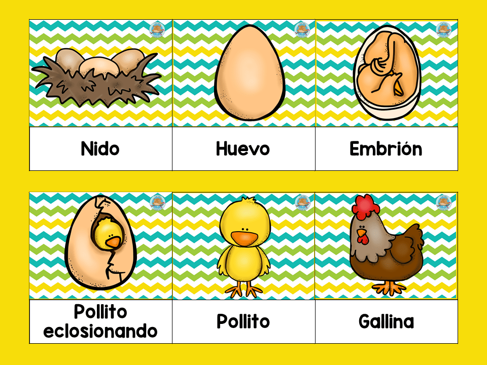 Ciclo De Vida De La Gallina 2 Imagenes Educativas