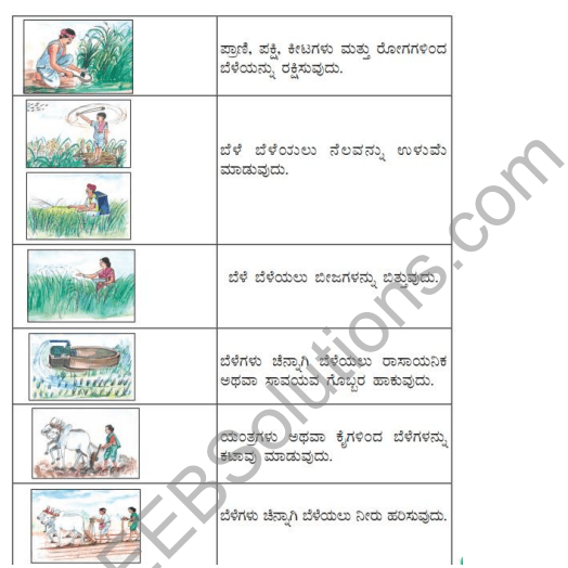 Kseeb Solutions For Class 5 Evs Chapter 8 Agriculture In Kannada