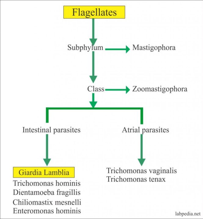 Giardia Lamblia Life Cycle Diagram Bruin Blog