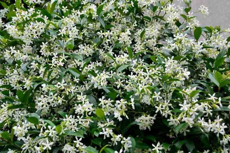 Asiatic Jasmine Plant Asiatic Jasmine Minima Cherrylake Common