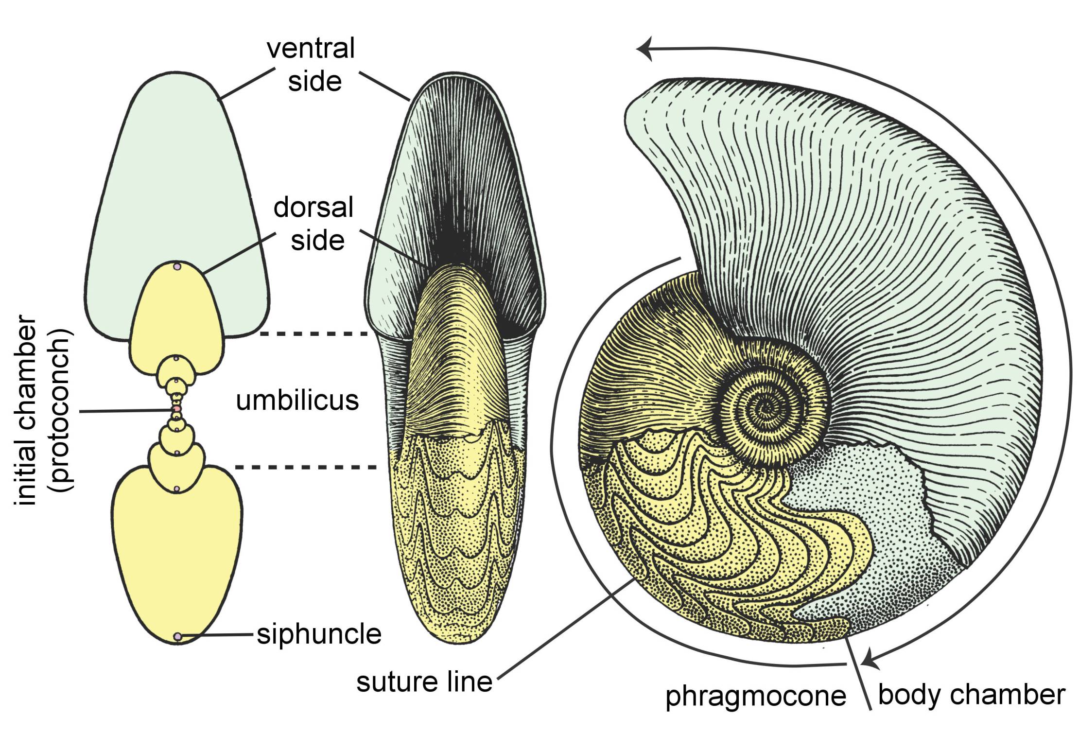 Palaeontology Online Article Fossil Focus Fossil Focus Ammonoids