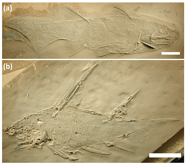 Palaeontology Online Article Fossil Focus Fossil Focus Acanthodians