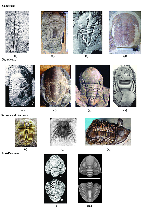 Palaeontology Online Article Fossil Focus Fossil Focus Trilobites