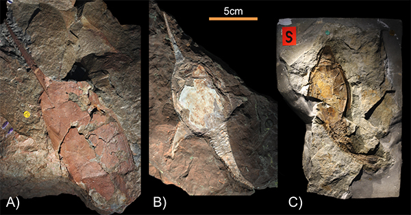 Palaeontology Online Article Fossil Focus Fossil Focus Heterostraci