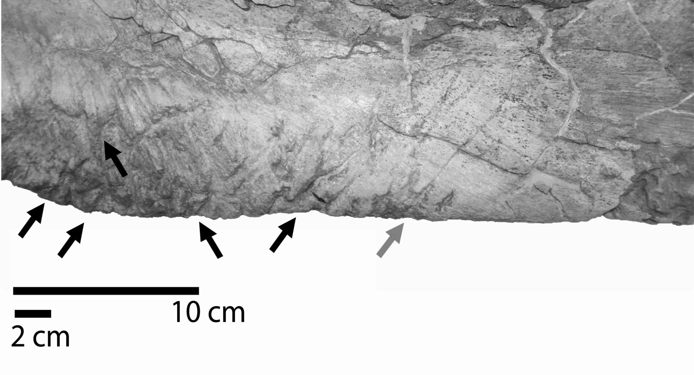 Palaeontology Online Article Fossil Focus Fossil Focus Tyrannosaurs