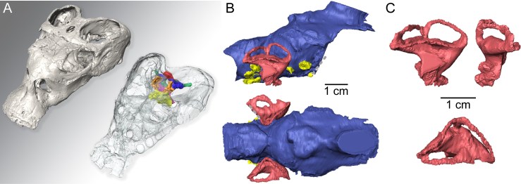 Palaeontology Online Article Fossil Focus Fossil Focus Placodonts