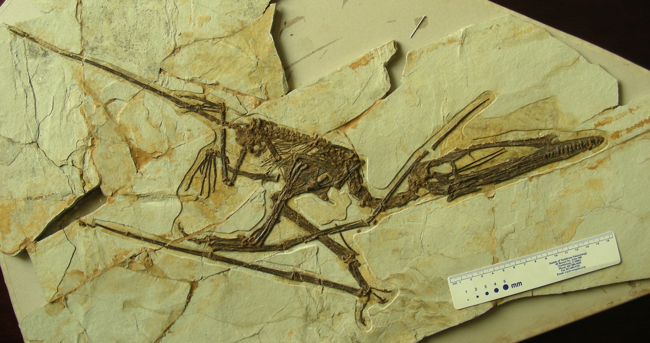 Palaeontology Online Article Fossil Focus Fossil Focus Pterosaurs