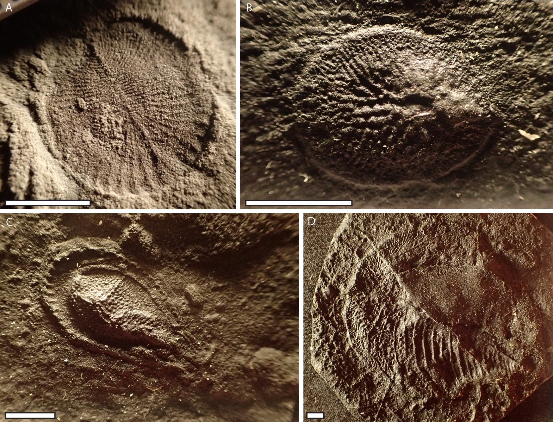 Palaeontology Online Article Fossil Focus Fossil Focus The