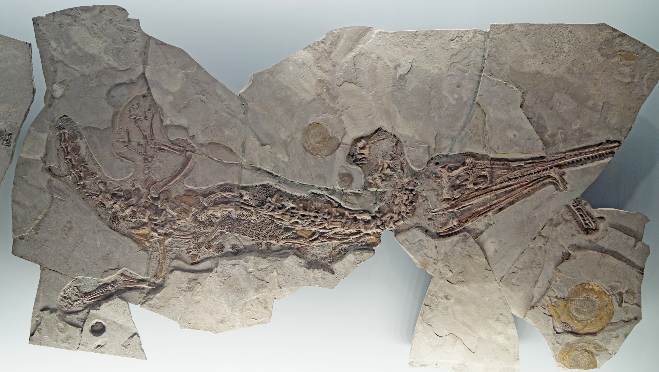 Palaeontology Online Article Fossil Focus Fossil Focus
