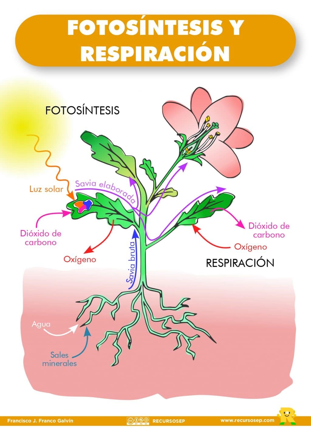 LÁmina Fotosíntesis Y Respiración