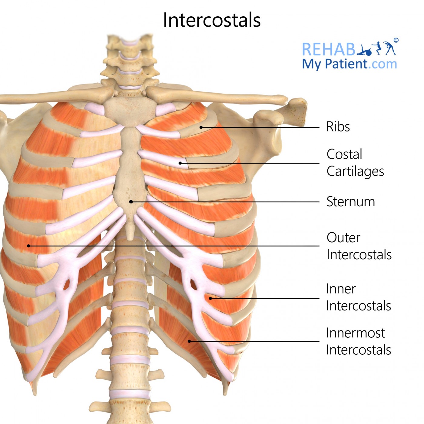 Rib Cage Muscles Diagram Anatomy Thoracic Cavity Intercostal My Xxx