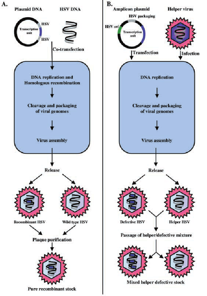 Schematic Representation Of Recombinant Dna Technology Circuit Diagram