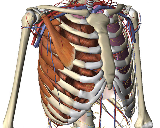 Anatomy Of Rib Cage Shoulder Rib Cage And Upper Limb
