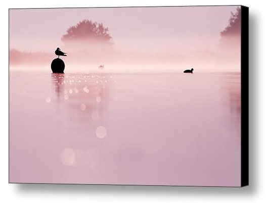 Leapsheeping Lambs Roeselien Raimond Nature Photography