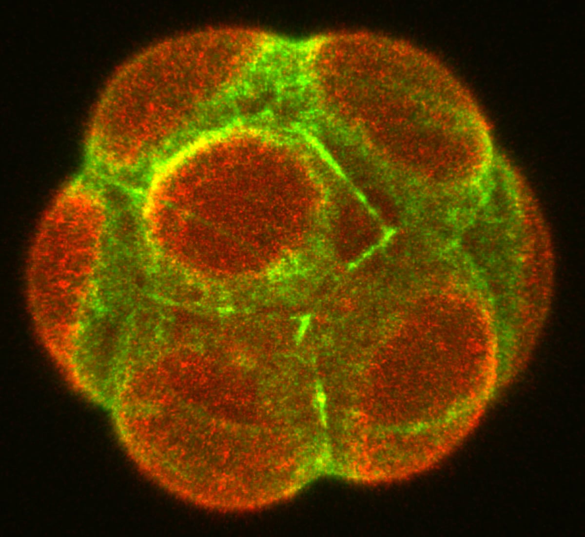 Symmetry Breaking And Biology Strategian Science