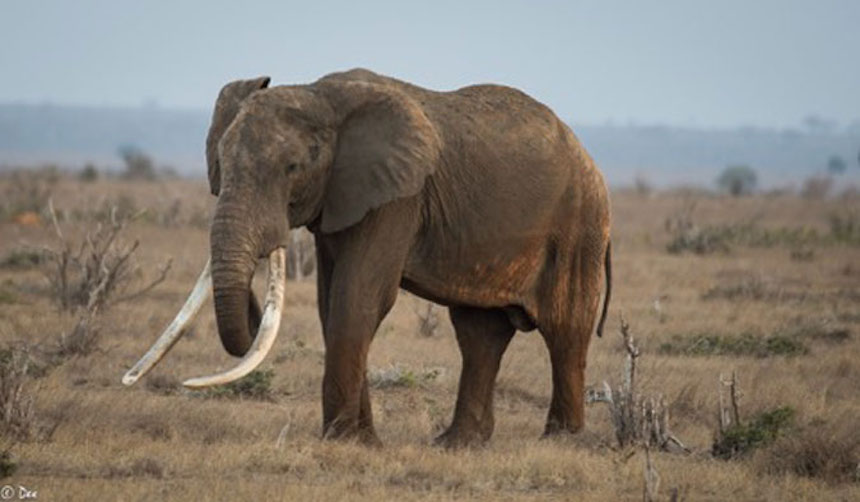 Cazadores Furtivos Matan Satao El Elefante Más Emblemático De África