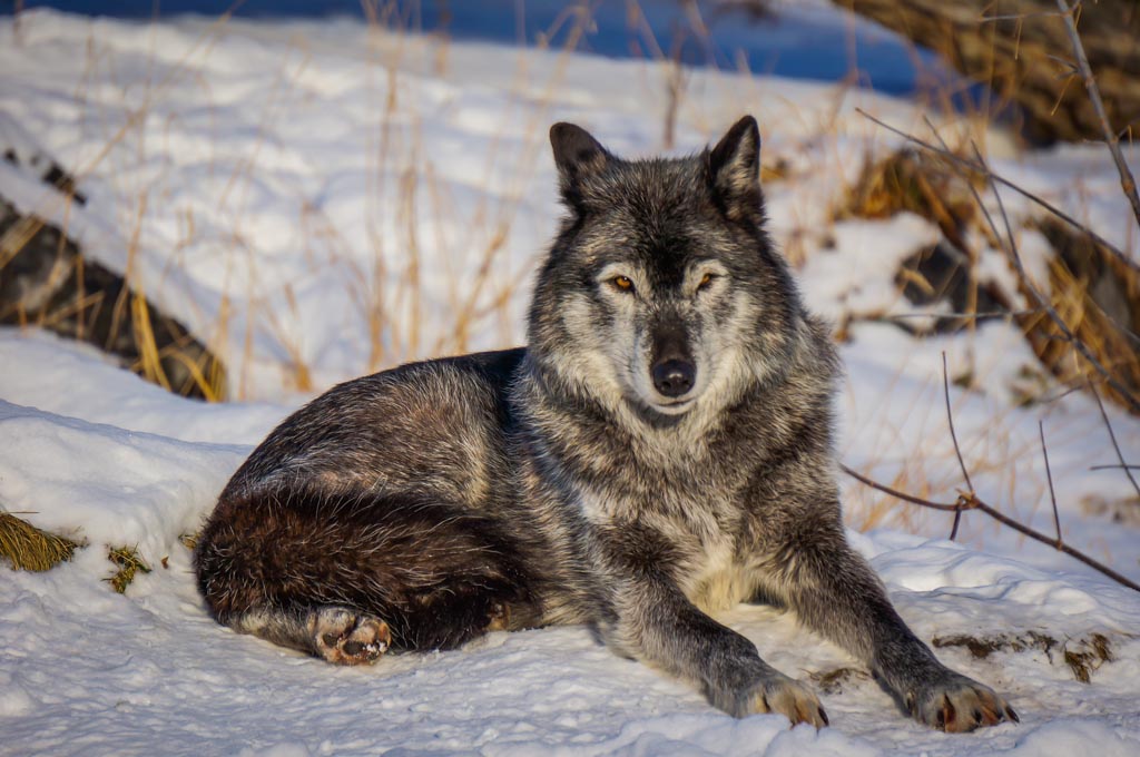 20 Wildlife Photos Best Wildlife Photos North America