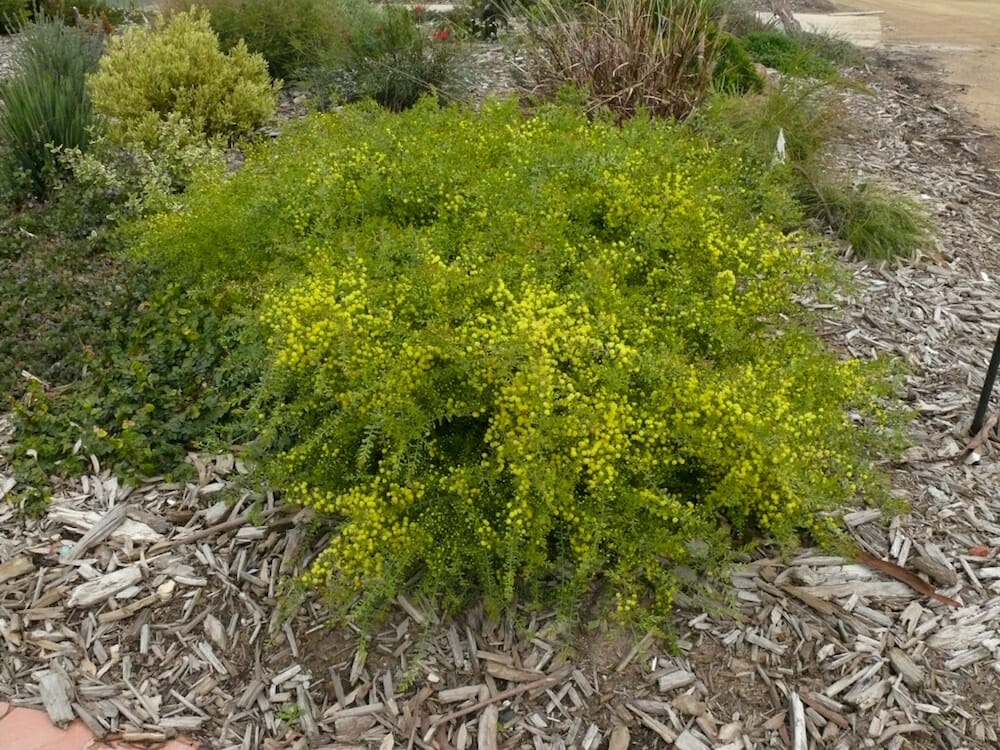 Acacia Pot O Gold 6 Pot Hello Hello Plants And Garden Supplies