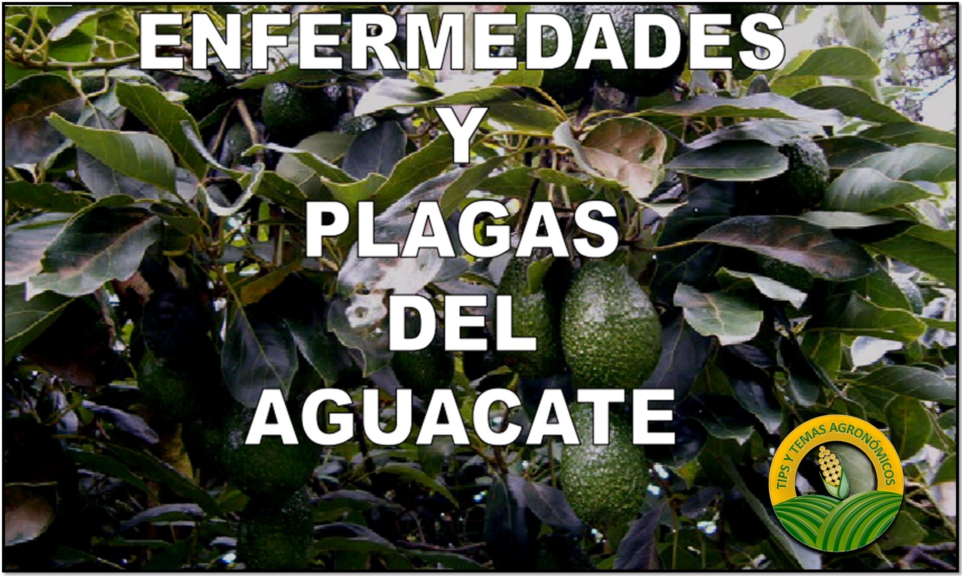 Plagas Y Enfermedades En El Cultivo Del Aguacate