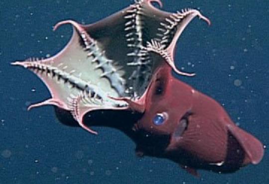 Meet The Vampire Squid Vampires