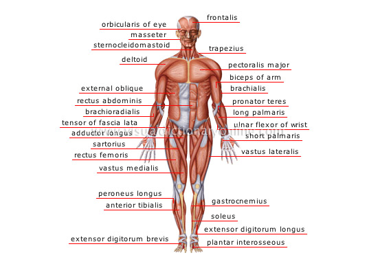 Anterior Muscular System Worksheet Major Skeletal Muscles Malinda