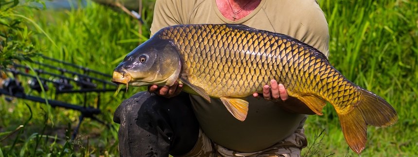 Carp Fishing Tips How To Fish For Carp And Catch Them Wilderness Today