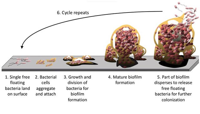 What Are Biofilms And How They Form