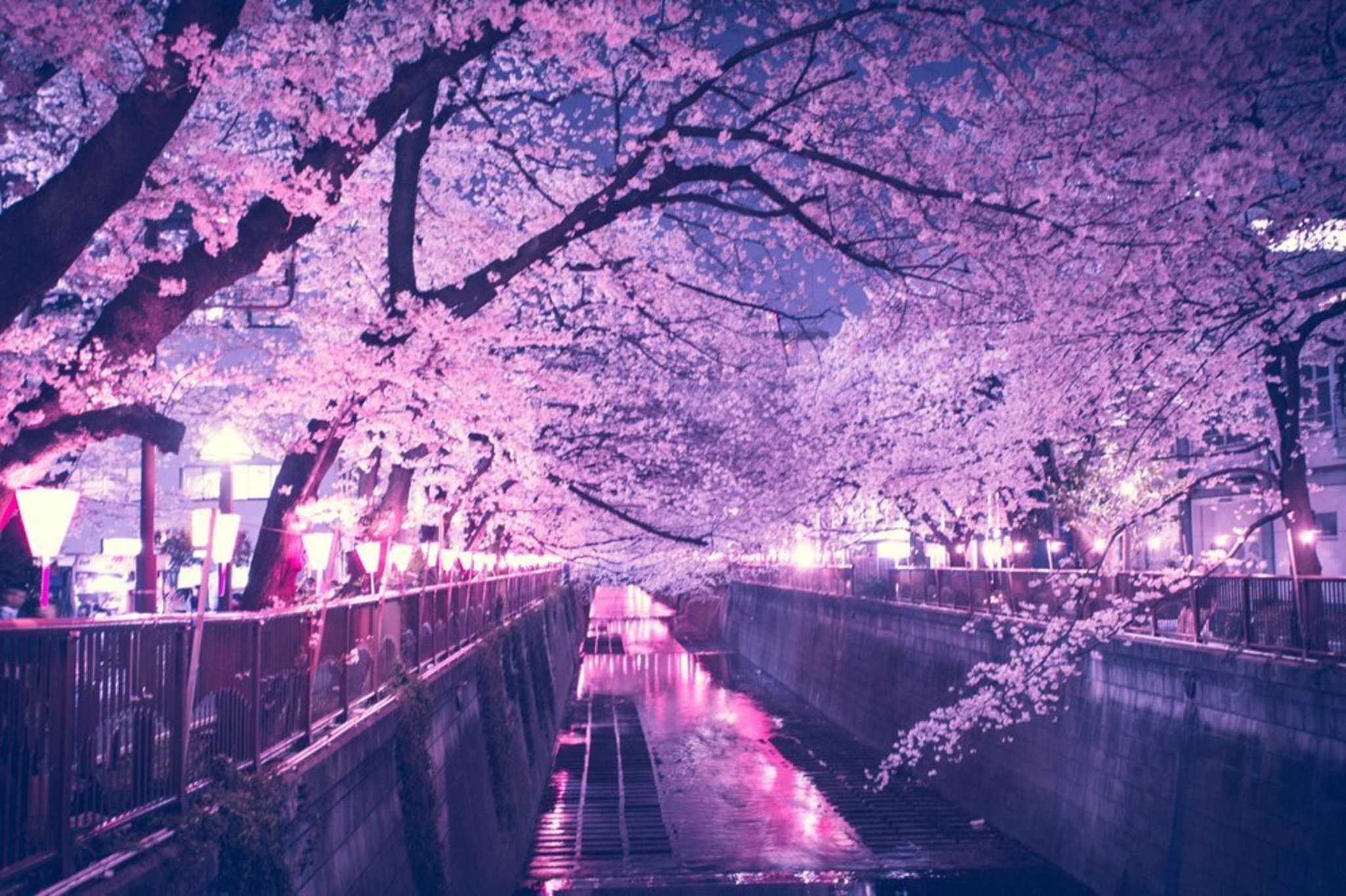 4k Wallpaper Night Cherry Blossom Anime Cherry Blossom Abstract