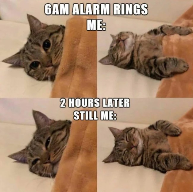 30 Hilarious Cat Memes To Make You Smile We Love Cats And Kittens