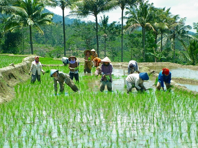 Gambar Petani Menanam Padi Di Sawah Kartun Petani Menanam Padi Di