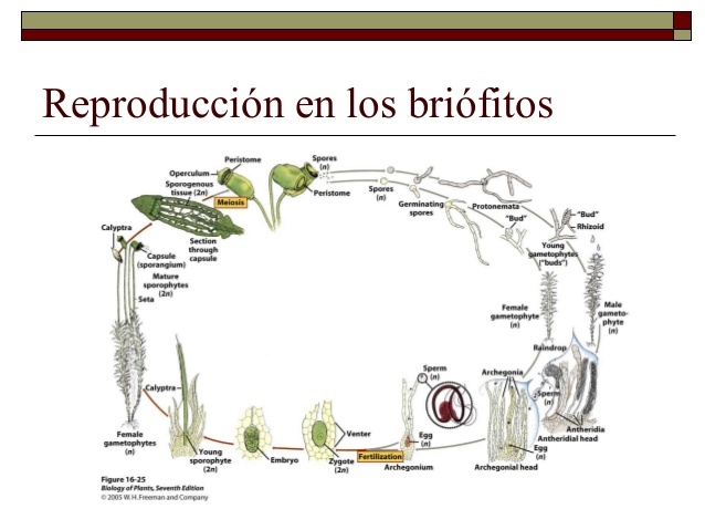 Los Briófitos — Wikisabio