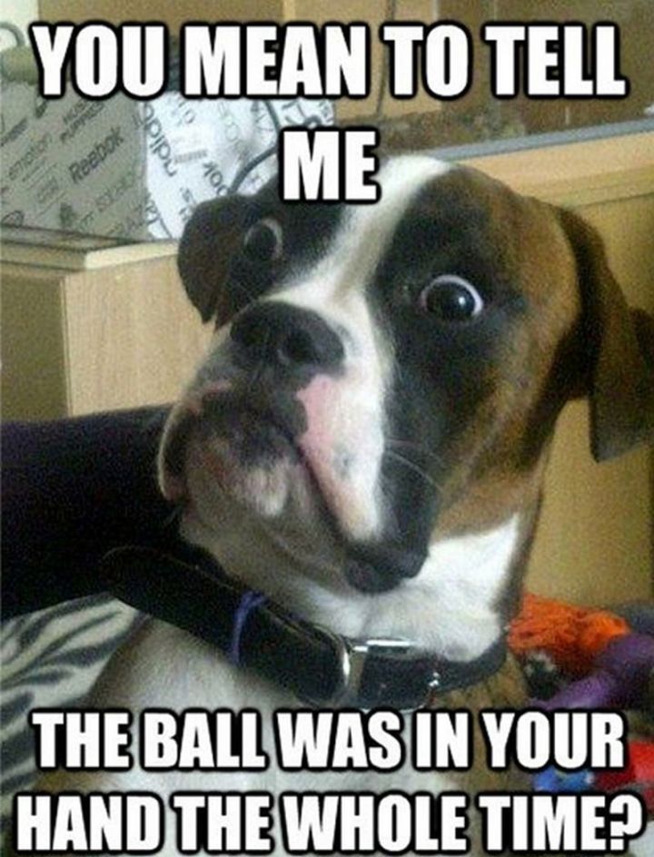 101 Best Funny Dog Memes To Make You Laugh All Day