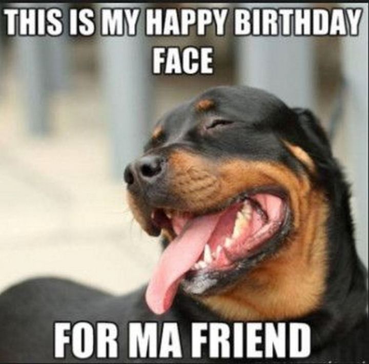 29 Funniest Happy Birthday Dog Meme Happy Birthday Me