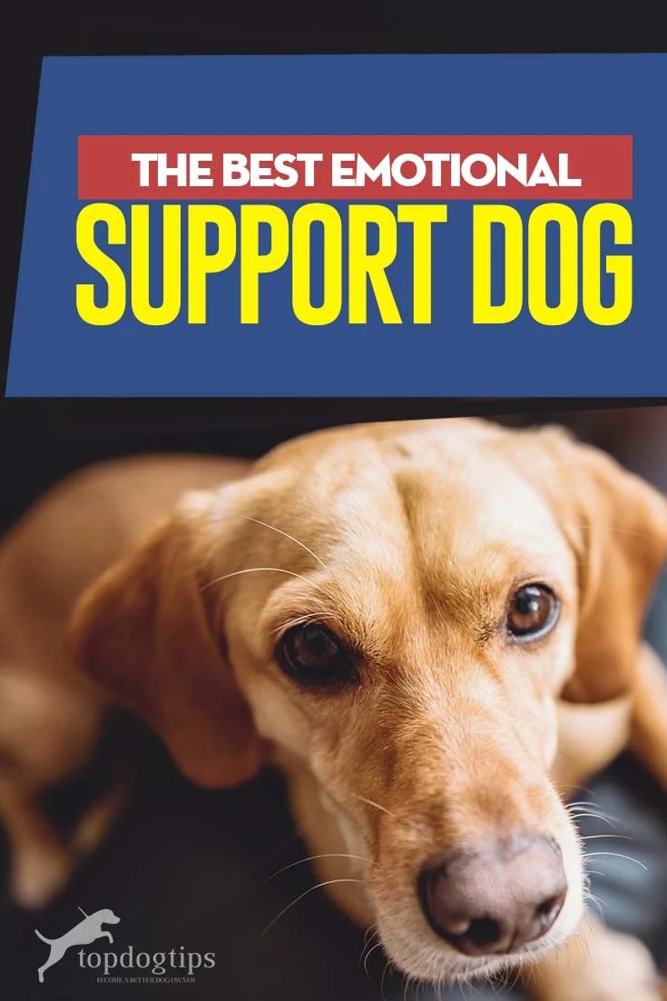 The Best Emotional Support Dogs Top Dog Tips