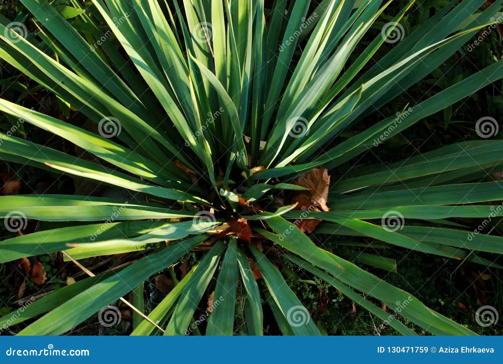 20 Planta Hojas Alargadas Verdes Lehmanesencillo