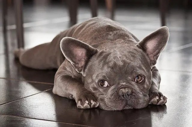 How Long Do Frenchies Live 2021 Guide With Tips To Extend Lifespan
