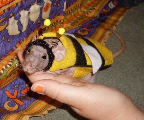 Ten Funny Animals Dressed As Bees Who Are Simply Bee Utiful