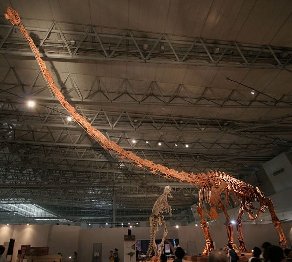 Ten Of The Worlds Tallest Dinosaurs That Ever Lived