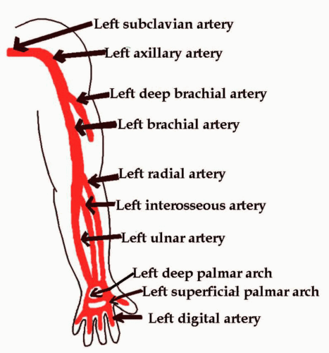 Peripheral Arterial Systems Thoracic Key