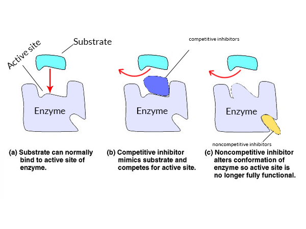 Enzyme Inhibitors And Classification Of Enzyme Inhibition Tuition Tube