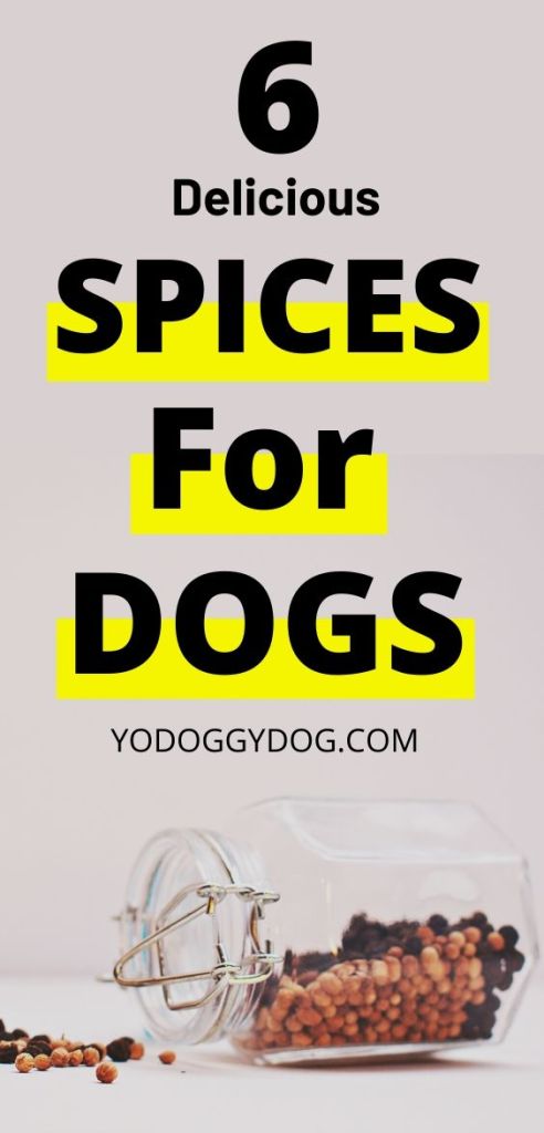 6 Spices Good For Dogs Yocanine