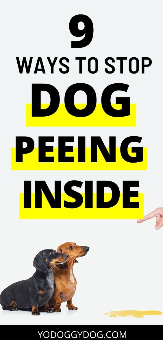 How To Stop Dog From Peeing Inside 9 Rules Youre Not Following