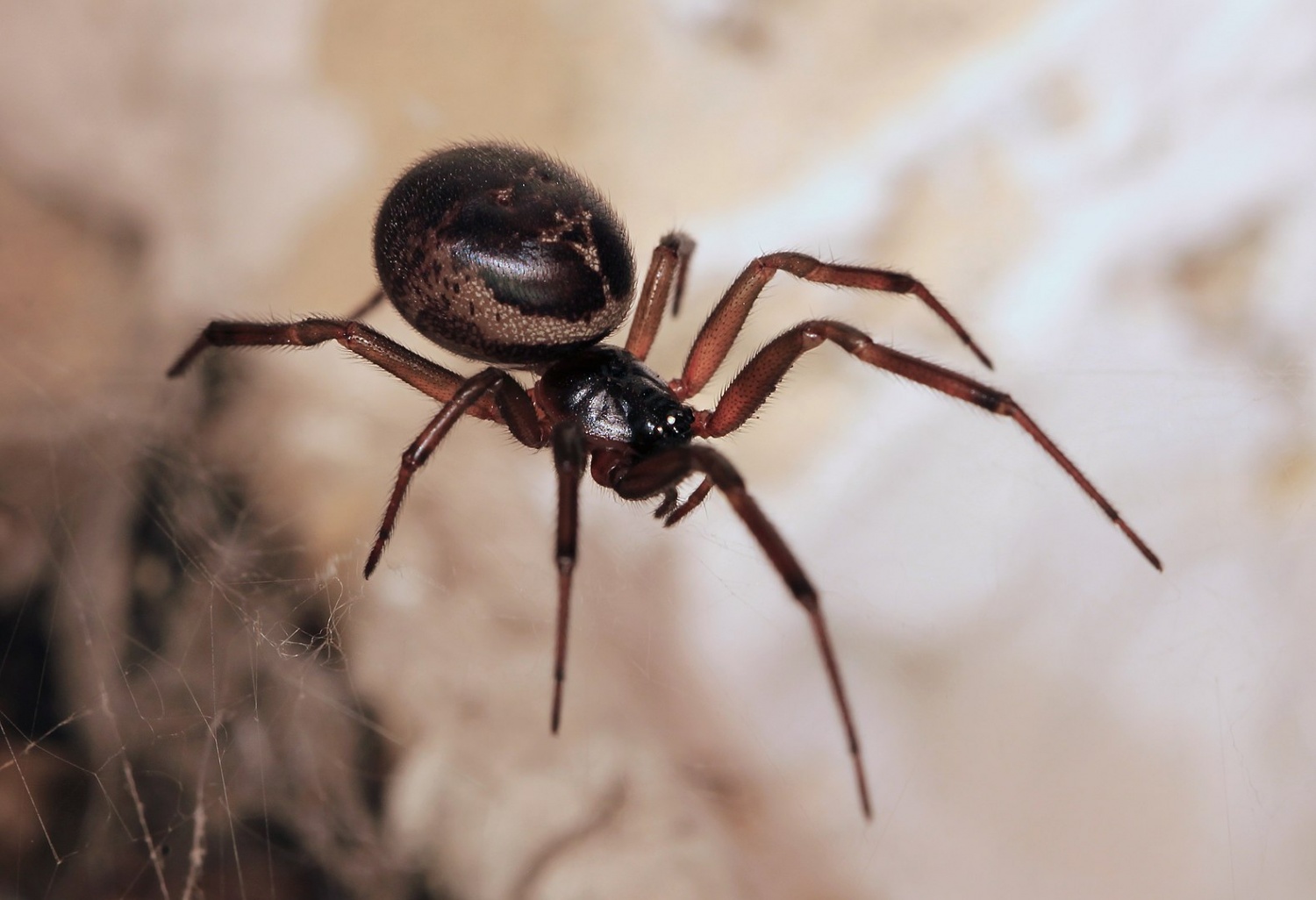 How To Identify A Noble False Widow Spider